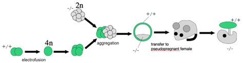 Tetraploid Rescue Experiment Glycoscience Protocols Glycopodv2