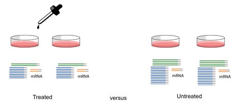 Background Knowledge For The Tidy Transcriptomics Workshop