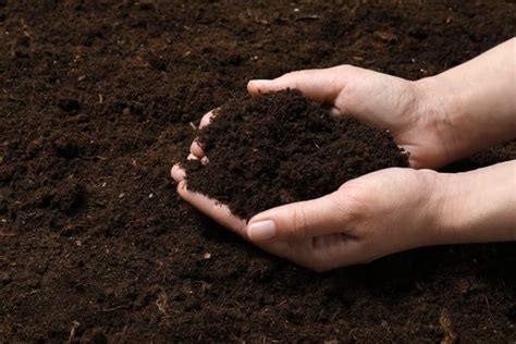 What Does Healthy Compost Look Like Obsessed Lawn And Garden