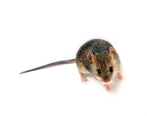 Rodent Baits And Traps Abc Sales And Services