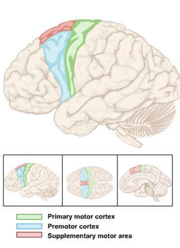 Neuro LAB Motor Systems Flashcards Quizlet