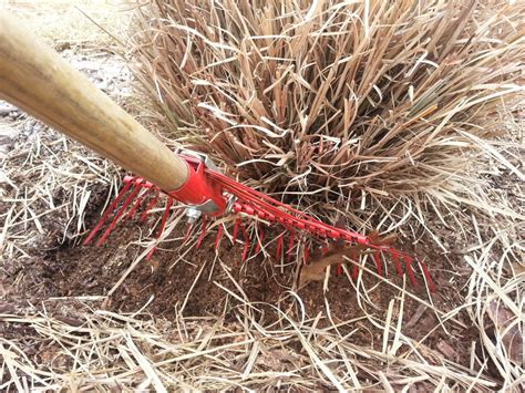 Pruning Pampas Grass Ivey League Landscapes Llc