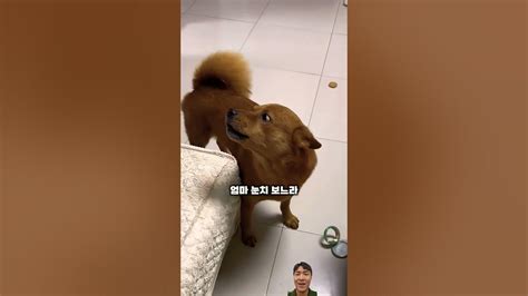 귀여운 강아지한테 누명 씌우면 생기는 일🐶 Youtube