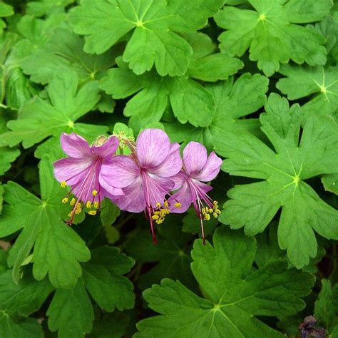 Детска ясла „Здравец“ Детска ясла „Здравец“ Силистра