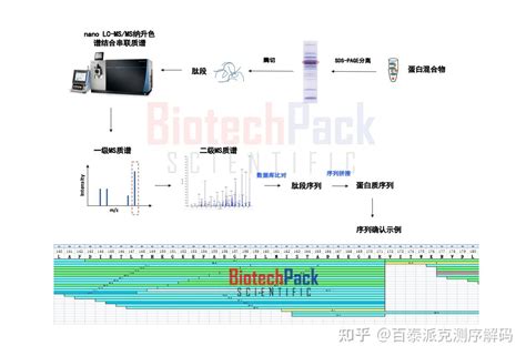 蛋白的氨基酸序列测定 知乎