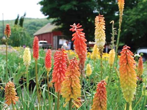 Kniphofia Uvaria Flamenco