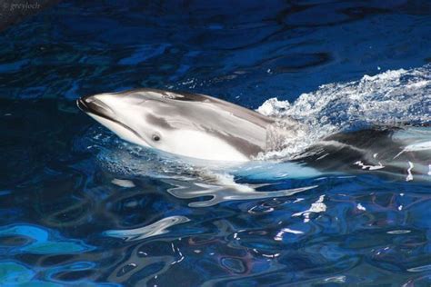 How Pacific White Sided Dolphins Navigate Through Echolocation