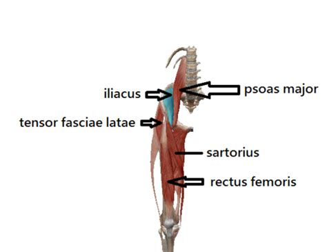 Muscles Movement Hip Flashcards Quizlet