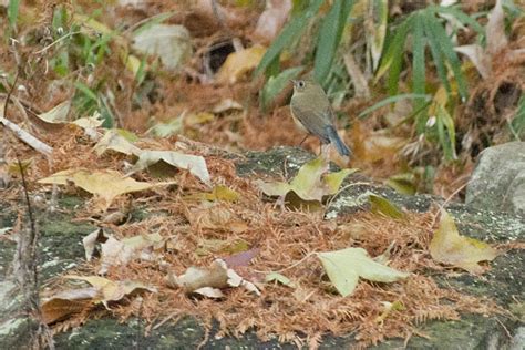 綺麗な冬の日差しと身近な鳥たち 三田巡朗のぐるっと廻って