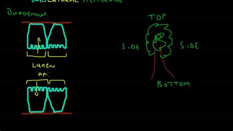 The Basolateral Membrane Youtube