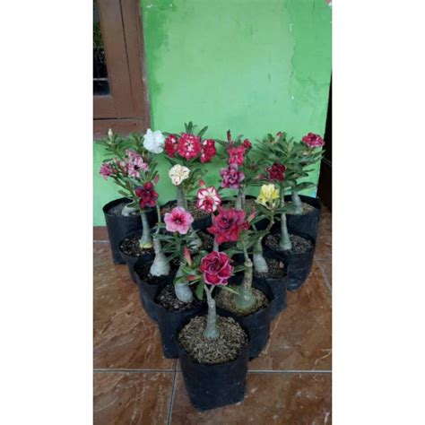 Jual Bunga Adenium Tumpuk Grafting Bibit Bunga Adenium Shopee Indonesia