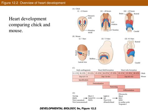 Ppt Lateral Plate Mesoderm And Endoderm Powerpoint Presentation Free Download Id 3753050