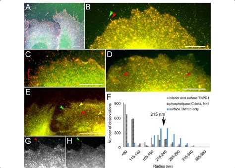 Colocalization Of PLC Isoforms And TRPC1 A Triple Localization Of Download Scientific Diagram