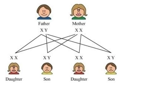 [expert Answer] With The Help Of A Flow Chart Explain In Brief How The Sex Of A Newborn Is