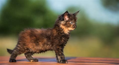 Are All Calico Cats Female The Gender And Color Link In Female Cats