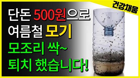 모기 싹다 퇴치했습니다 여름철 모기 안물리는 방법 Youtube