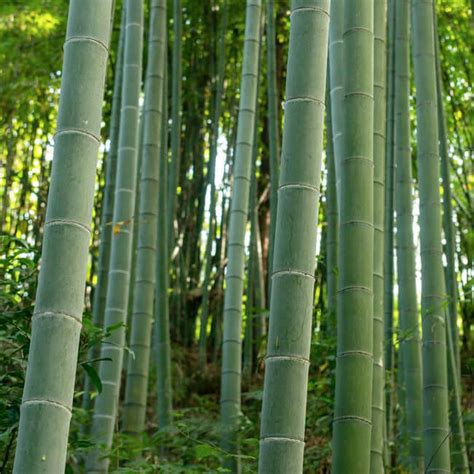 25 Different Types Of Bamboo Plants For Landscaping With Pictures