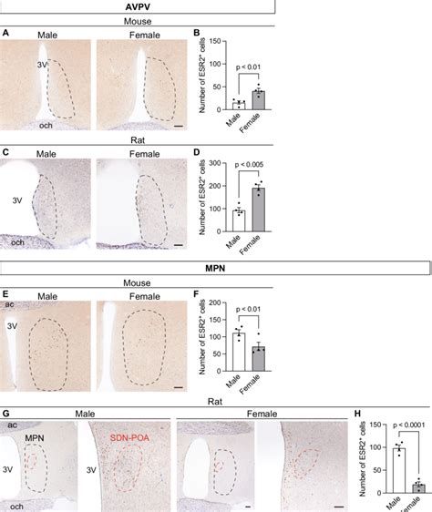 Distribution Of ESR Cells In Mouse And Rat Preoptic Areas And Its Download Scientific