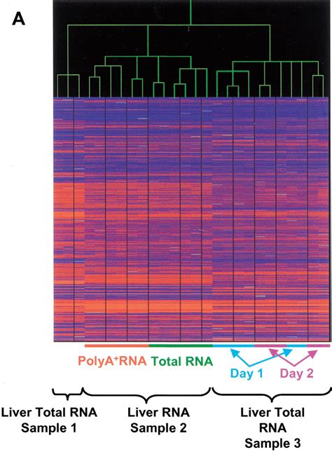 A Highly Reproducible Linear And Automated Sample Preparation Method For Dna Microarrays
