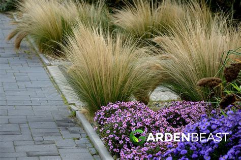 Blue Fescue Guide How To Grow And Care For Festuca Glauca