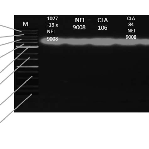 Dna Amplification Of Maize Plants With Ssr Markers Withtms Primer Download Scientific