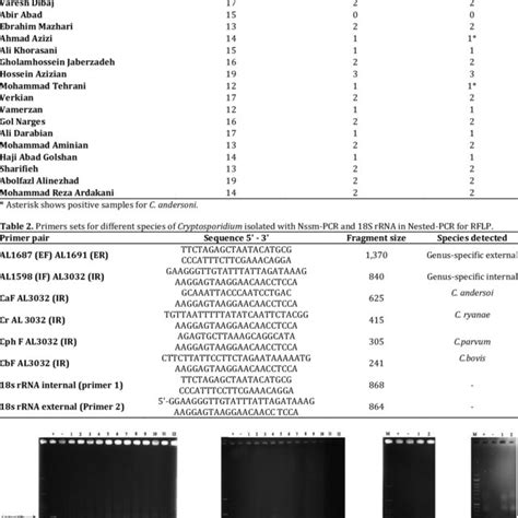 A The Results Of Nested Pcr In The Positive Samples The First Column Download Scientific