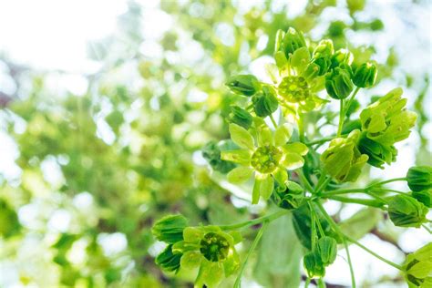 Green Flowers的倾斜摄影 千叶网