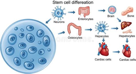 Stem Cell Differentiation Diagram Stock Illustrations 168 Stem Cell Differentiation Diagram