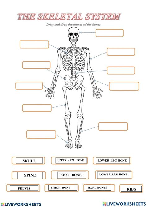 skeletal system diagram worksheets pdf printable worksheets