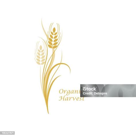 흰색 고립 된 배경에 노란색 밀 스파이크 벡터 일러스트레이션 가을에 대한 스톡 벡터 아트 및 기타 이미지 가을 건강한 생활방식 계절 Istock