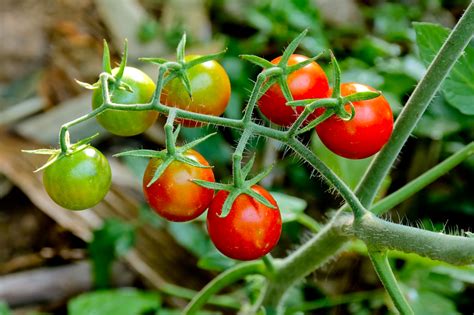 Propiedades Y Beneficios Del Tomate Cherry Huerto En Casa