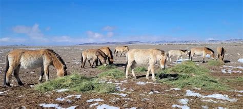 Говийн их дархан цаазат газрын Б хэсгийн хамгаалалтын захиргаанаас төлөвлөгөөт бус хяналт