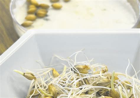Breeding Malting Barley Varieties A Tricky Business The Western Producer