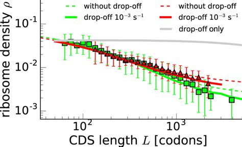 Model With Ribosome Drop Off Green Lines Correspond To The Arava Download Scientific Diagram