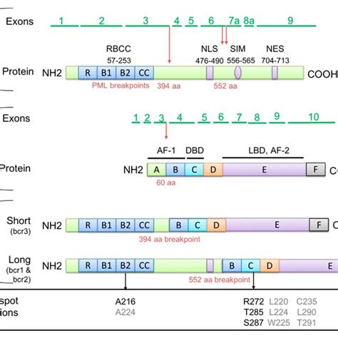 Structure Of The Acute Promyelocytic Leukemia Apl Primary Event Download Scientific Diagram