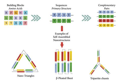 Schematic Representation Of Short Peptide Motifs Containing