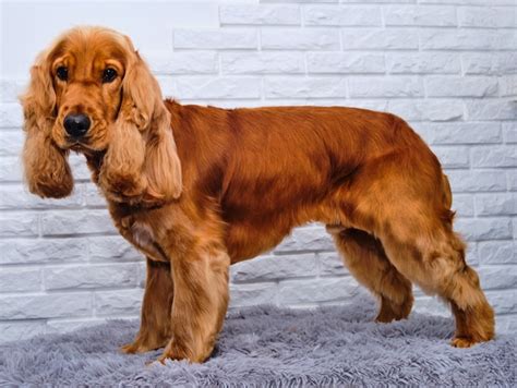 Premium Photo An English Cocker Spaniel With A Very Beautiful Haircut Stands On Four Legs