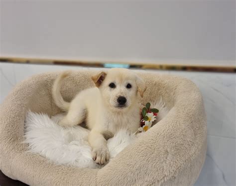 진도믹스 만두 미니비숑프리제성격 토이푸들성격 골든리트리버성격 래브라도리트리버성격 닥스훈트성격 도베르만성격 말티치성격 말티폼성격 보더콜리성격 프렌치불독성격 빠삐용성격 파피용