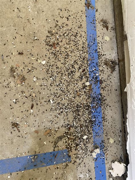 Termite Frass Rtermites