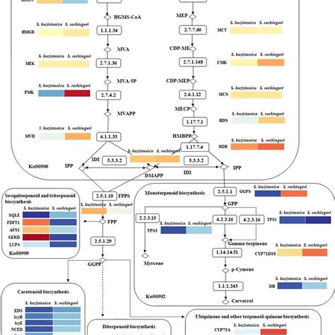 Gene Ontology Go Classification Of Annotated Degs The X Axis