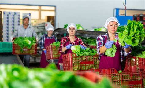 Woman Sorting Lettuce In Agricultural Facility Stock Photo Image Of Working Manufacturing