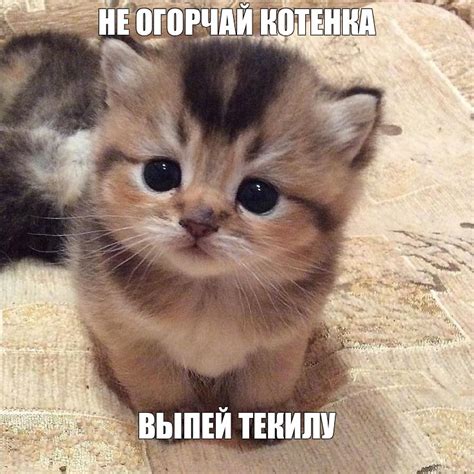 Meme НЕ ОГОРЧАЙ КОТЕНКА ВЫПЕЙ ТЕКИЛУ All Templates Meme