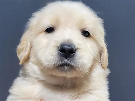 골든리트리버 가정분양 보내요 Band