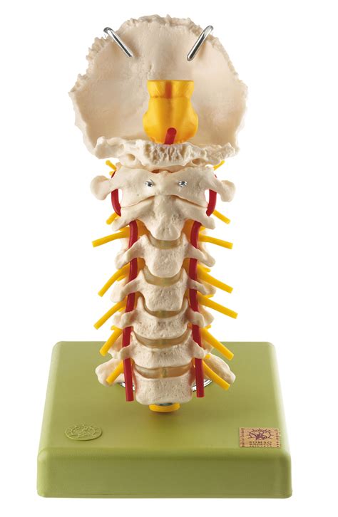 Cervical Vertebral Column Adam Rouilly