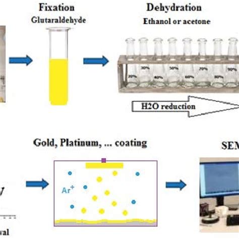sample preparation process in sem download scientific diagram