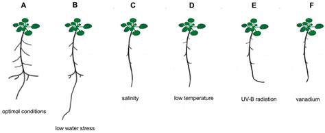 Schematic Presentation Of Arabidopsis Thaliana Root System Responses To Download Scientific