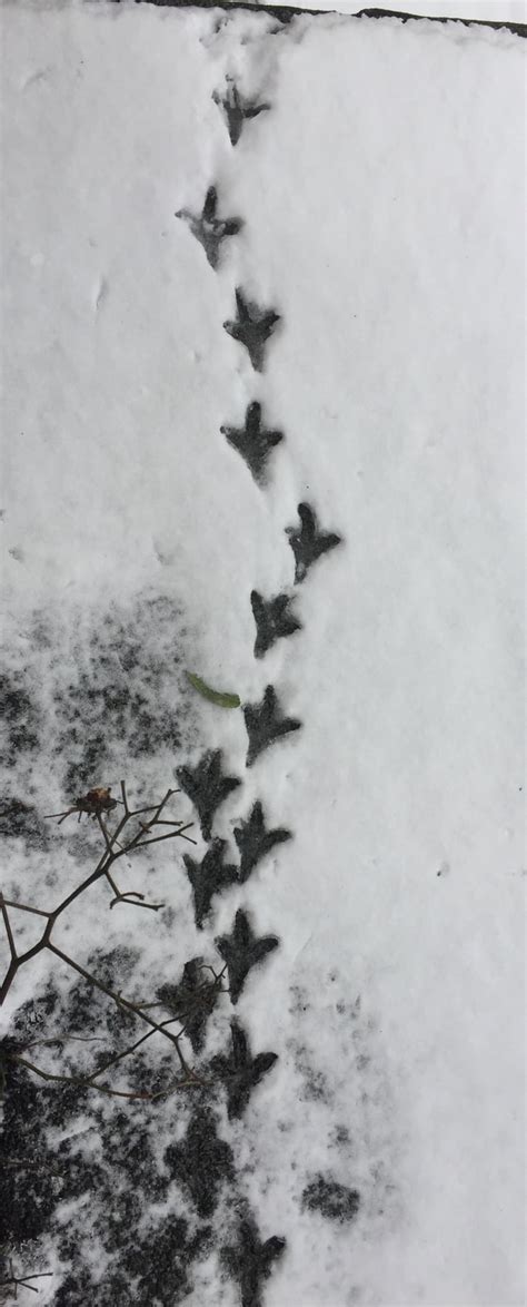 Any Ideas The Suspect 9gag