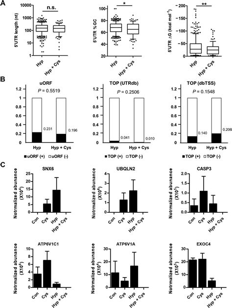 Transglutaminase 2 Mediates Hypoxia Induced Selective Mrna Translation