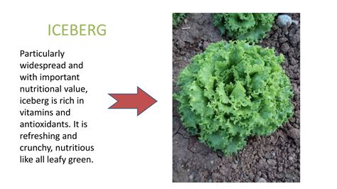 Iceberg Lettuce Pptx
