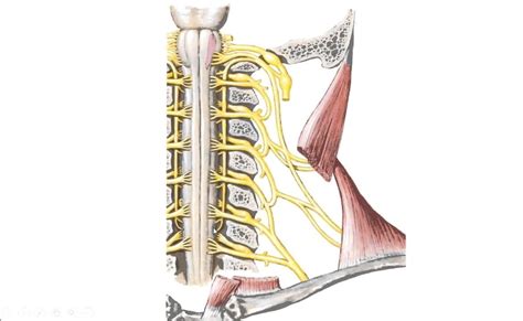 Nervio Accesorio Anatomía Función E Importancia Clínica